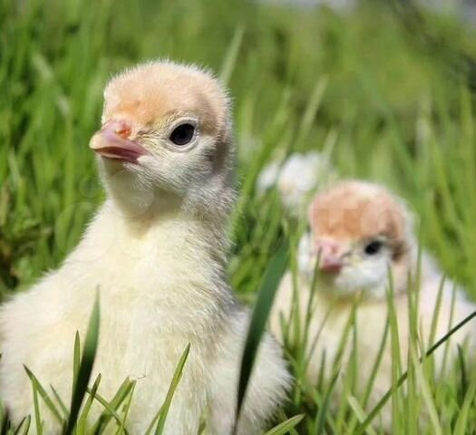 Инкуб яйцо бройлер гуси утки