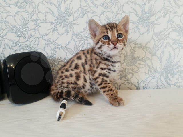 Бенгальская ф1