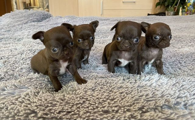 Щенки чихуахуа