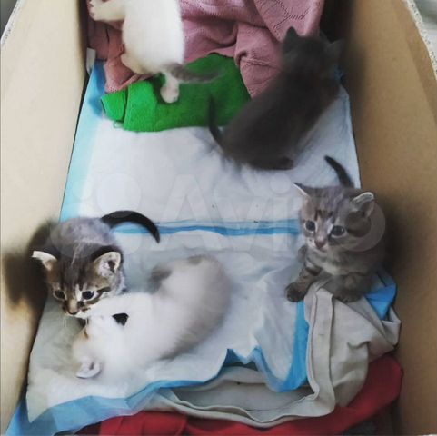 Кошки в добрые руки бесплатно
