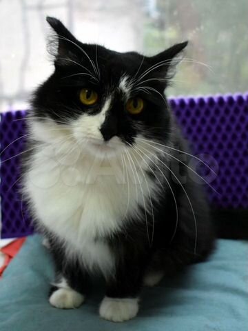 Своенравная Кошка