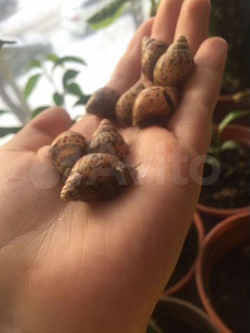 Улитки ахатины фулико стандарт