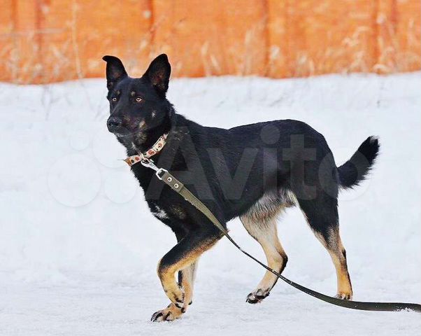 Собака сама грация ищет дом