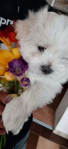 Мальтийская болонка мини