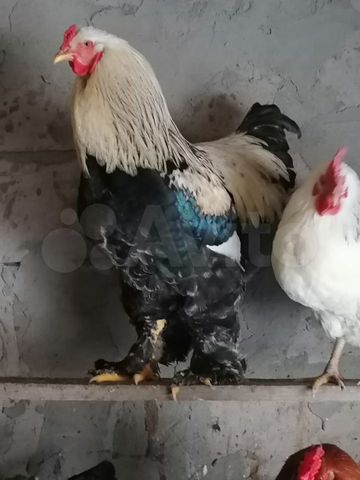 Петухи Брама (обмен)