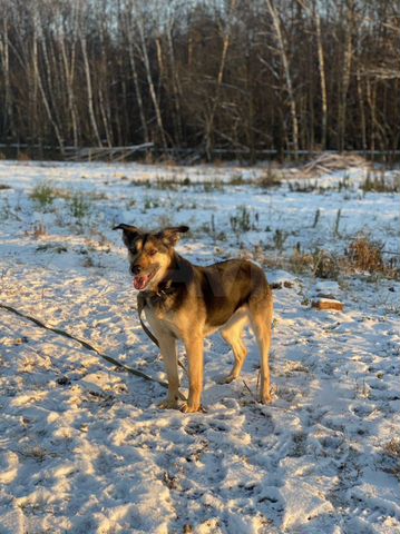 Милая и нежная девочка ищет дом
