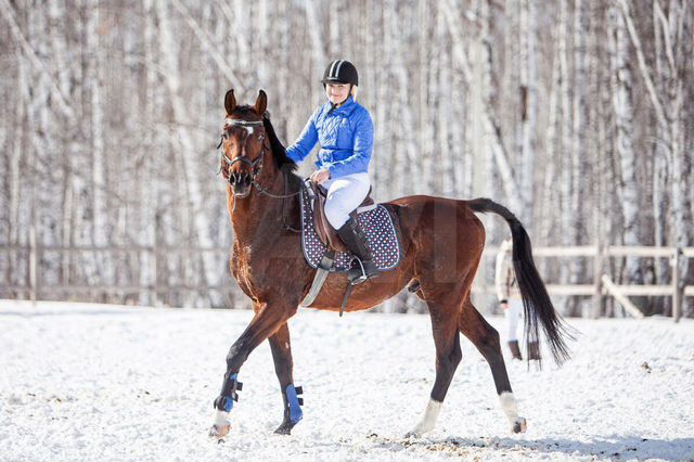 Ганноверский жеребец на случку