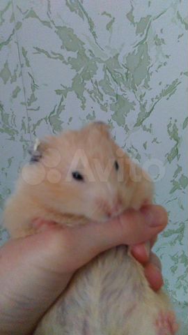 Сирийские хомячата