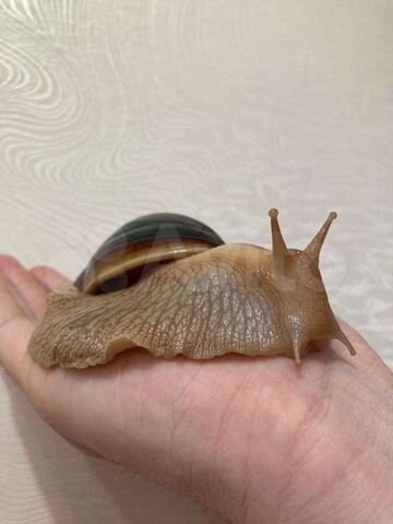 Улитка домашнее животное