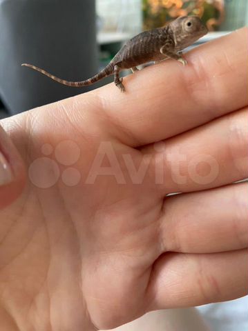 Пантеровый хамелеон