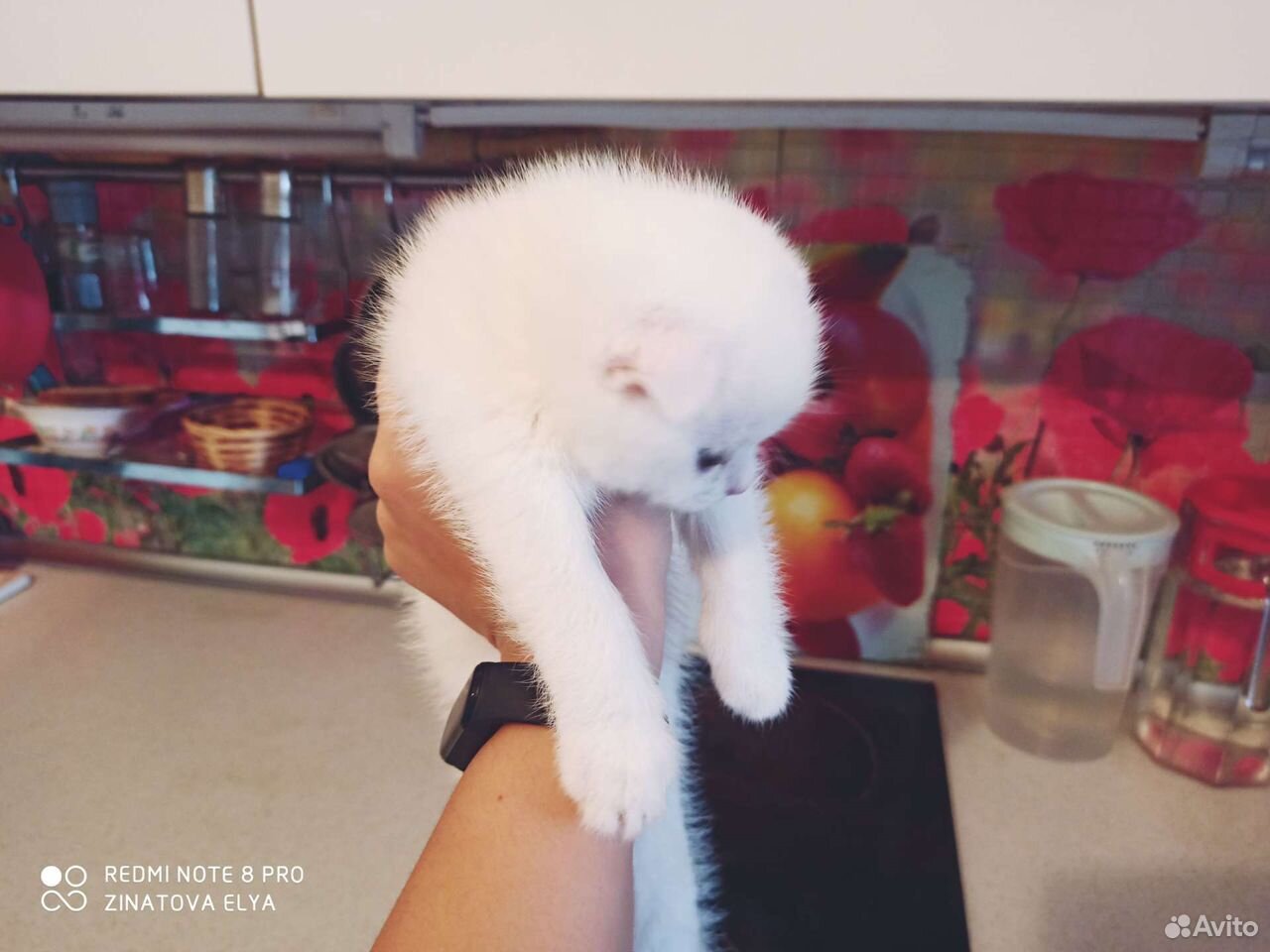 Белоснежный котик