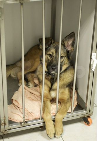 В ожидании семьи