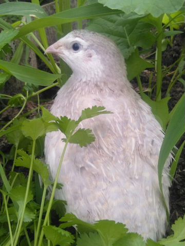 Перепела Фея, Селадон, Феникс серебро, золото