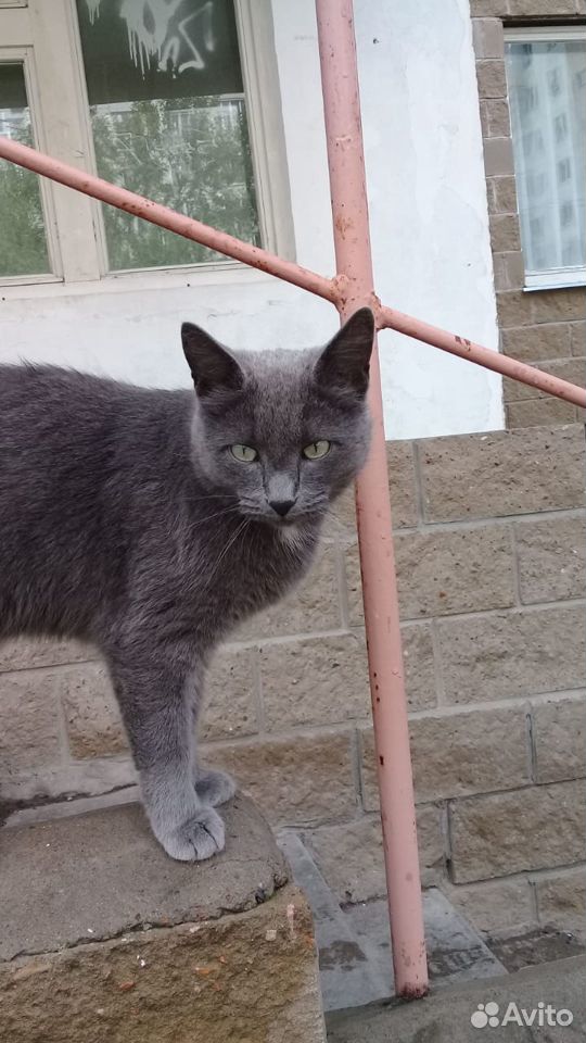 Кот, фенотип русской голубой кошки