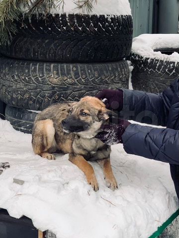 Кто мечтает о небольшой собачке