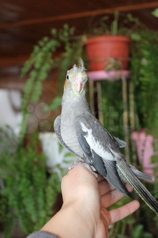 Птенцы корелла