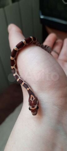 Маисовый полоз(Pantherophis guttatus)