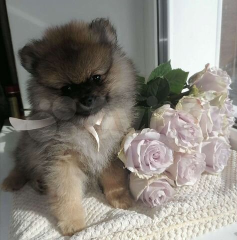 Померанский шпиц медвежьего типа