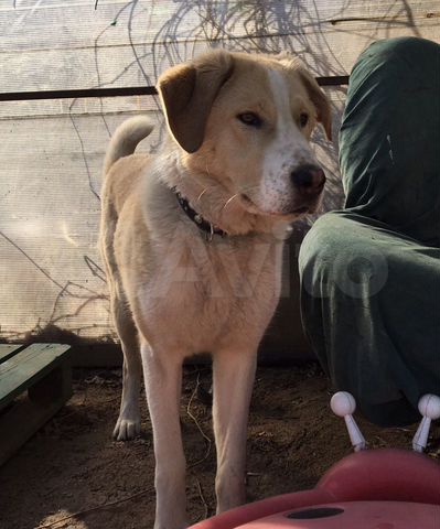 Собака ищет хозяина