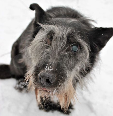 Собачка-инвалид ищет доброе сердце