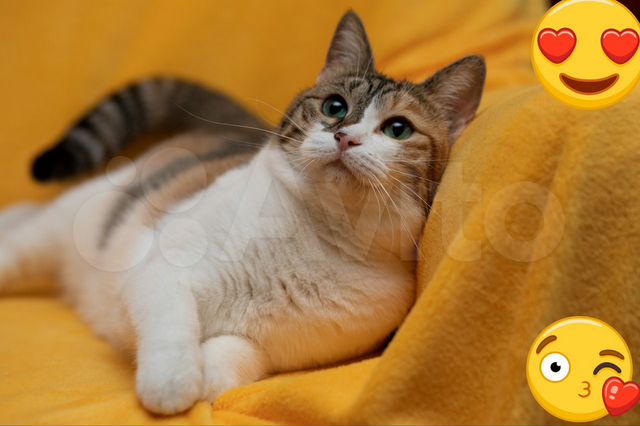 Молодая Изабелла ищет теплый дом)