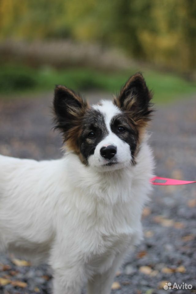 Зимка типаж папийон в добрые руки