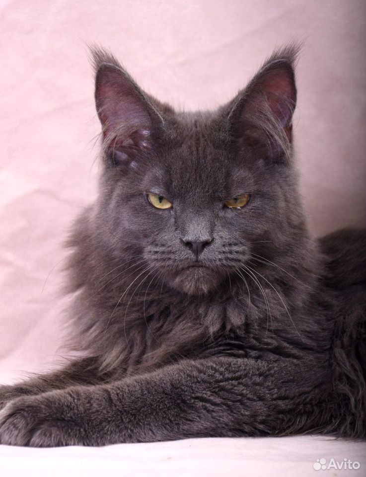 Роскошный Голубой Мачо