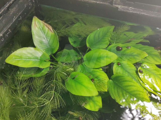 Даром.Аквариумные рыбки гуппи