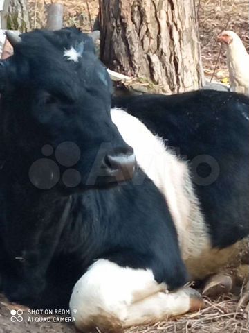 Пара: бычок и телочка