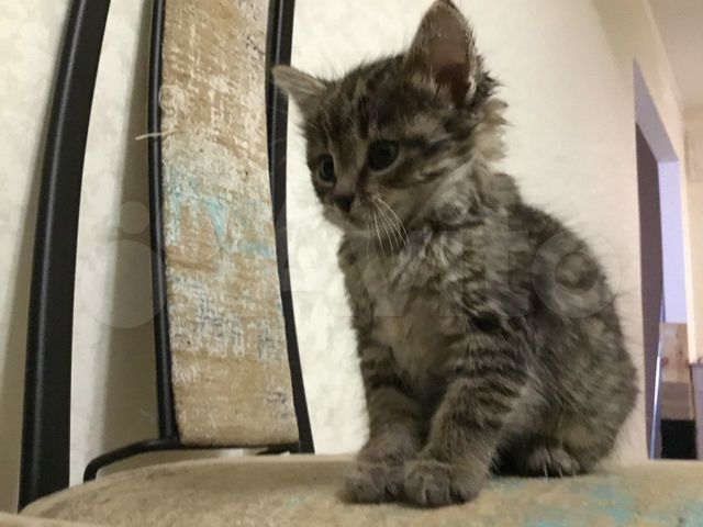 Котенок - девочка 1,5 месяца