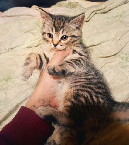 Котята британцы