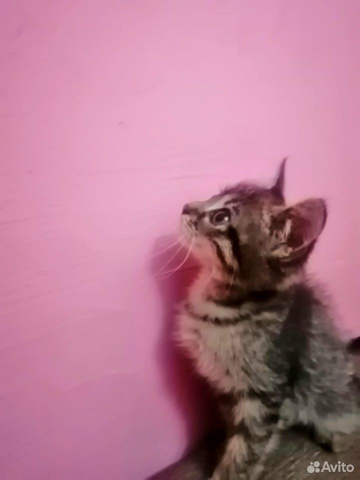 Красивая Ксюша ищет дом