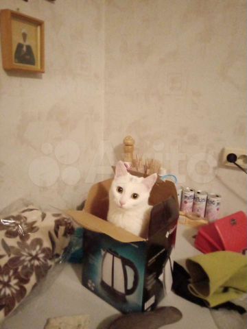 Отдам кошачку в хорошие руки, возраст 8-9месецев