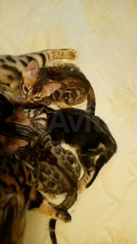 Продаются Бенгальские котята, две девочки и один м