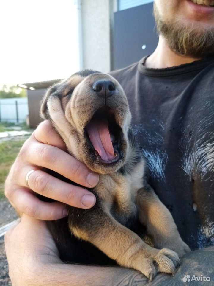 Породистый пес