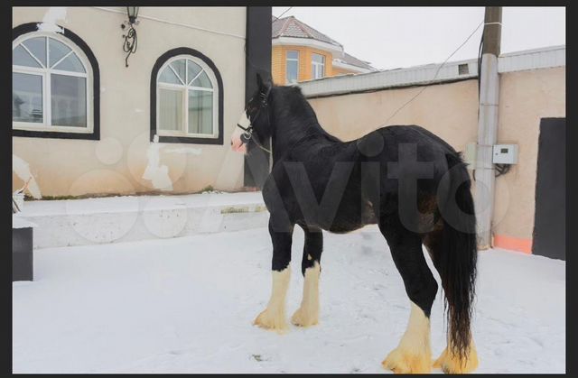 Шайр 2 года от чемпиона Европы