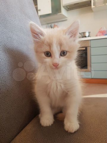 Отдам котенка в хорошие руки