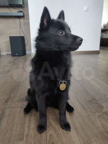 Девочка Шипперке ищет друга