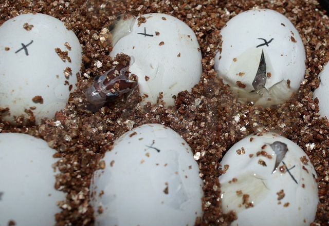 Маисовый полоз, Bloodred