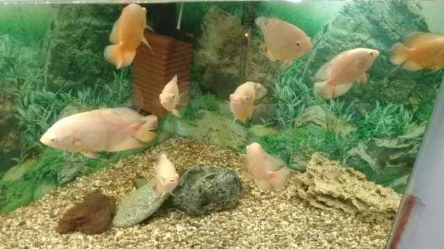 Астронотус