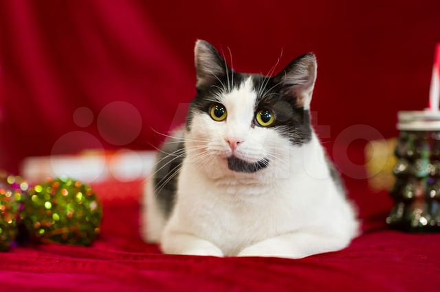 Котик Феликс в добрые руки