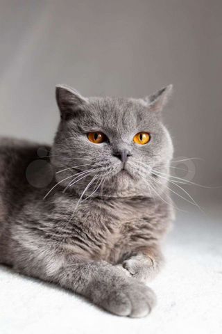 Британская