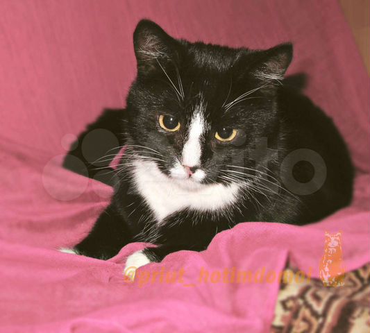 Котик из приюта. Мишка