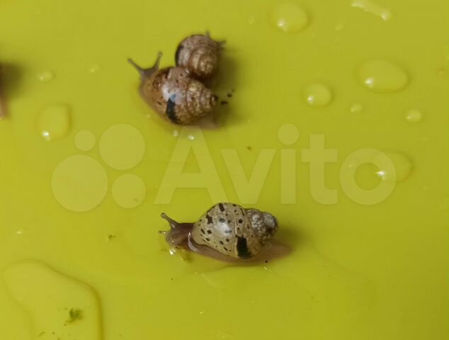 Улитки Ахатины Малыши Детки