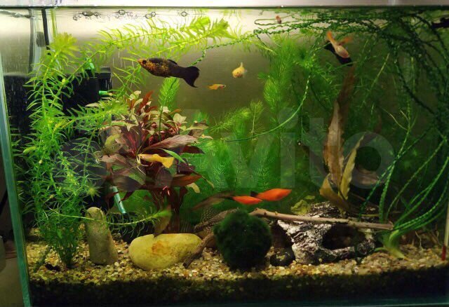 2 аквариума с фирменным оборудованием