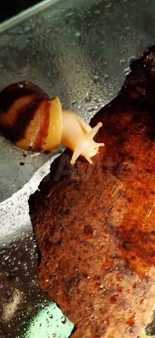 Улитки ахатины альбино