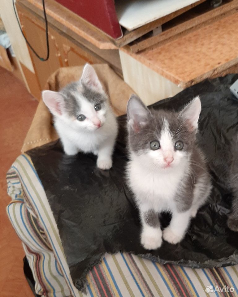 Котятки и мальчики и девочки - в добрые руки