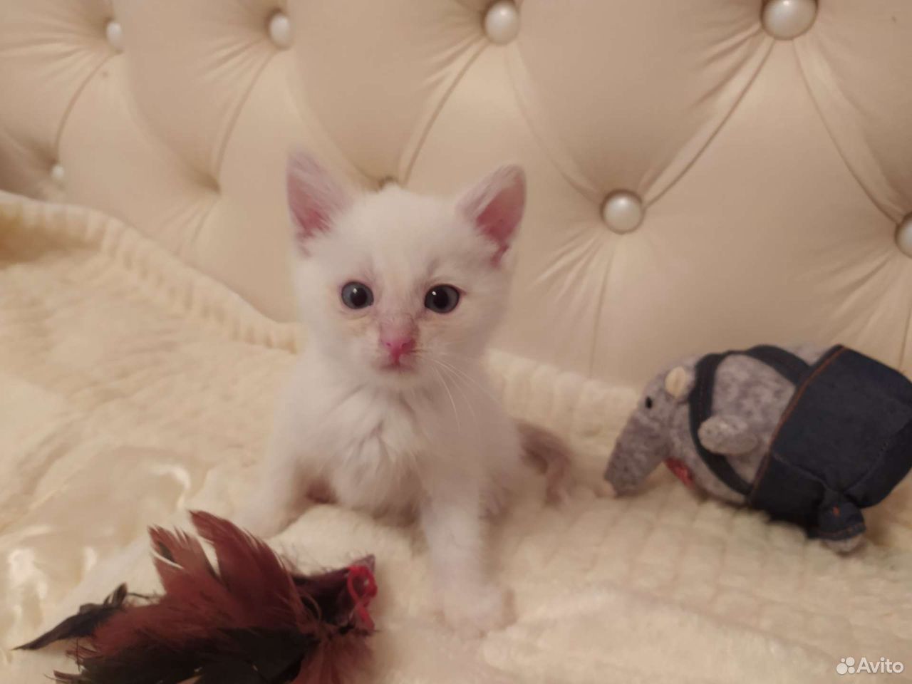 Котик беленький :)