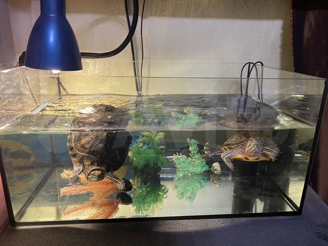 Красноухая черепаха с аквариумом