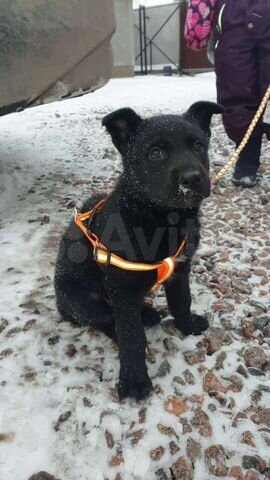 Восточноевропейская овчарка